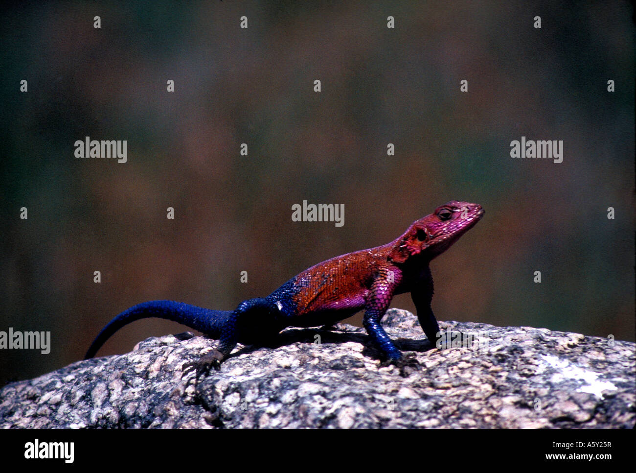 M2-200 RED-HEADED ROCK AGAMA Stock Photo - Alamy