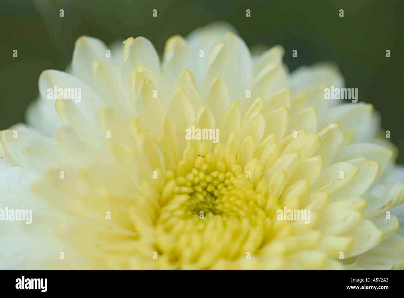 flower garden petal plant pollen nectar summer Stock Photo - Alamy