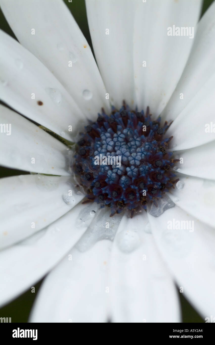 flower garden petal plant pollen nectar summer Stock Photo - Alamy
