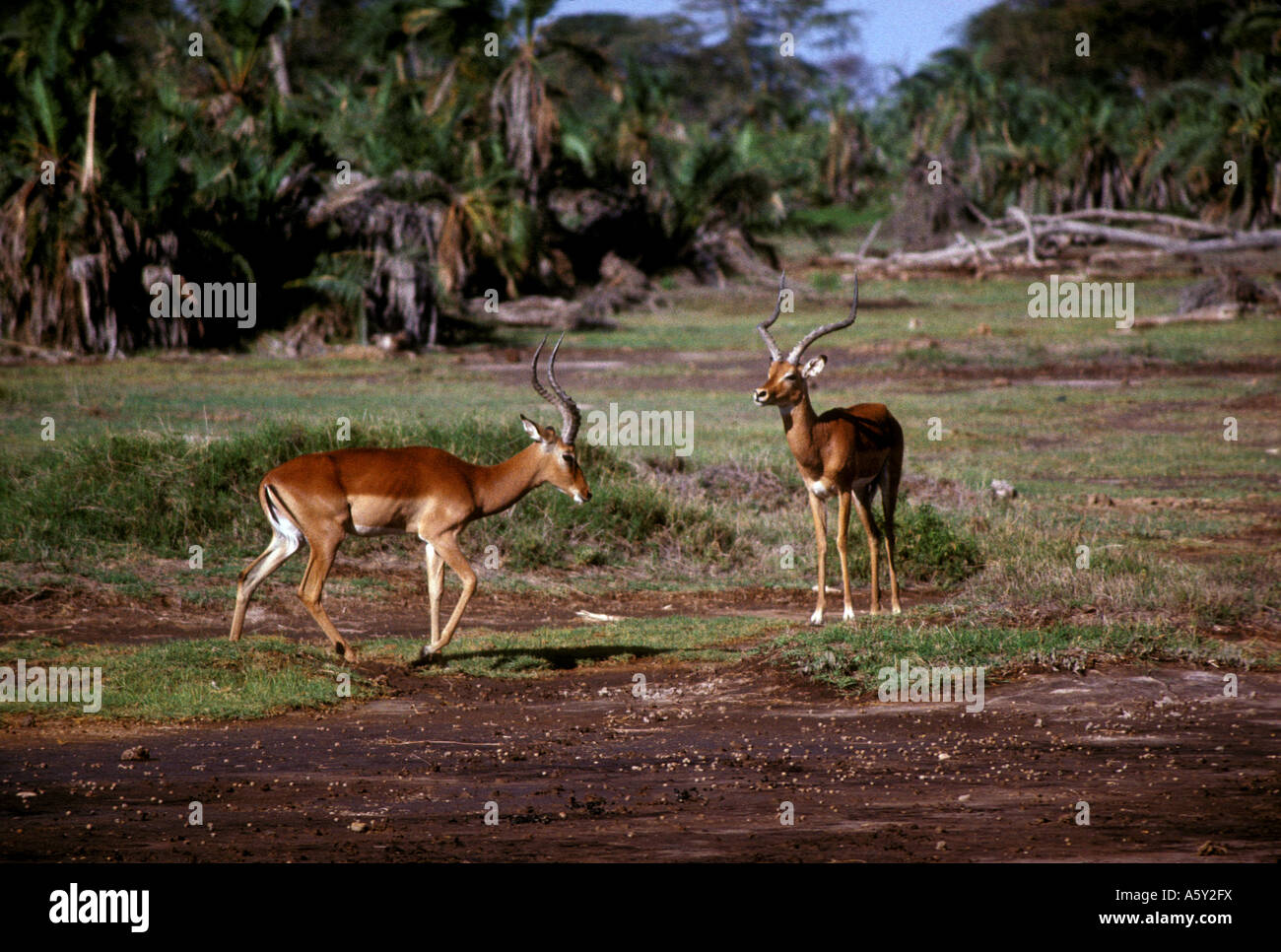 Impalla hi-res stock photography and images - Alamy
