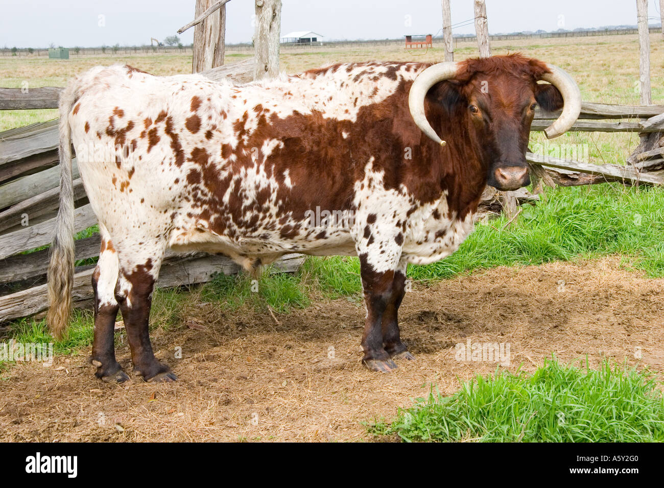 Ox pen hi-res stock photography and images - Alamy