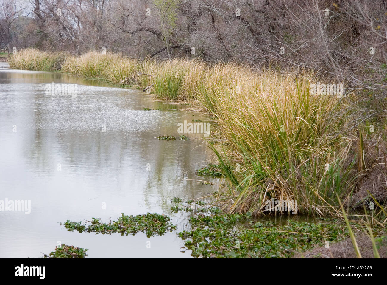 South Texas Marsh Land Stock Photo - Alamy