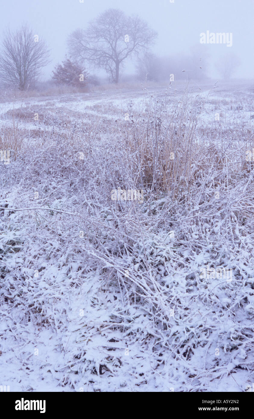 Bleak cold snowy winter landscape in freezing fog with grasses fallow ...