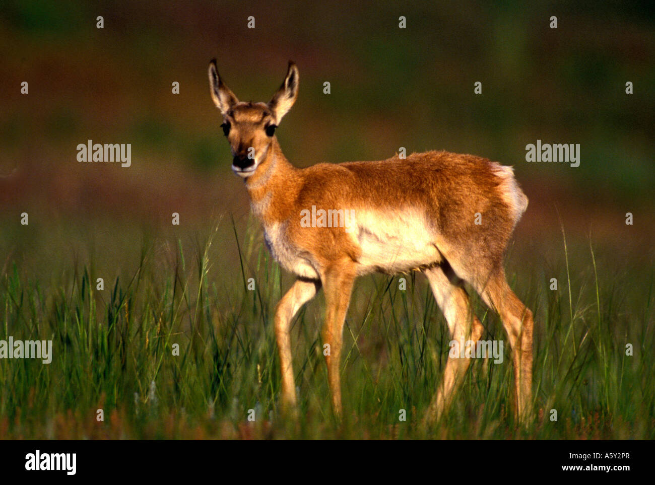 MA-59 YOUNG PRONGHORN FAWN Stock Photo - Alamy
