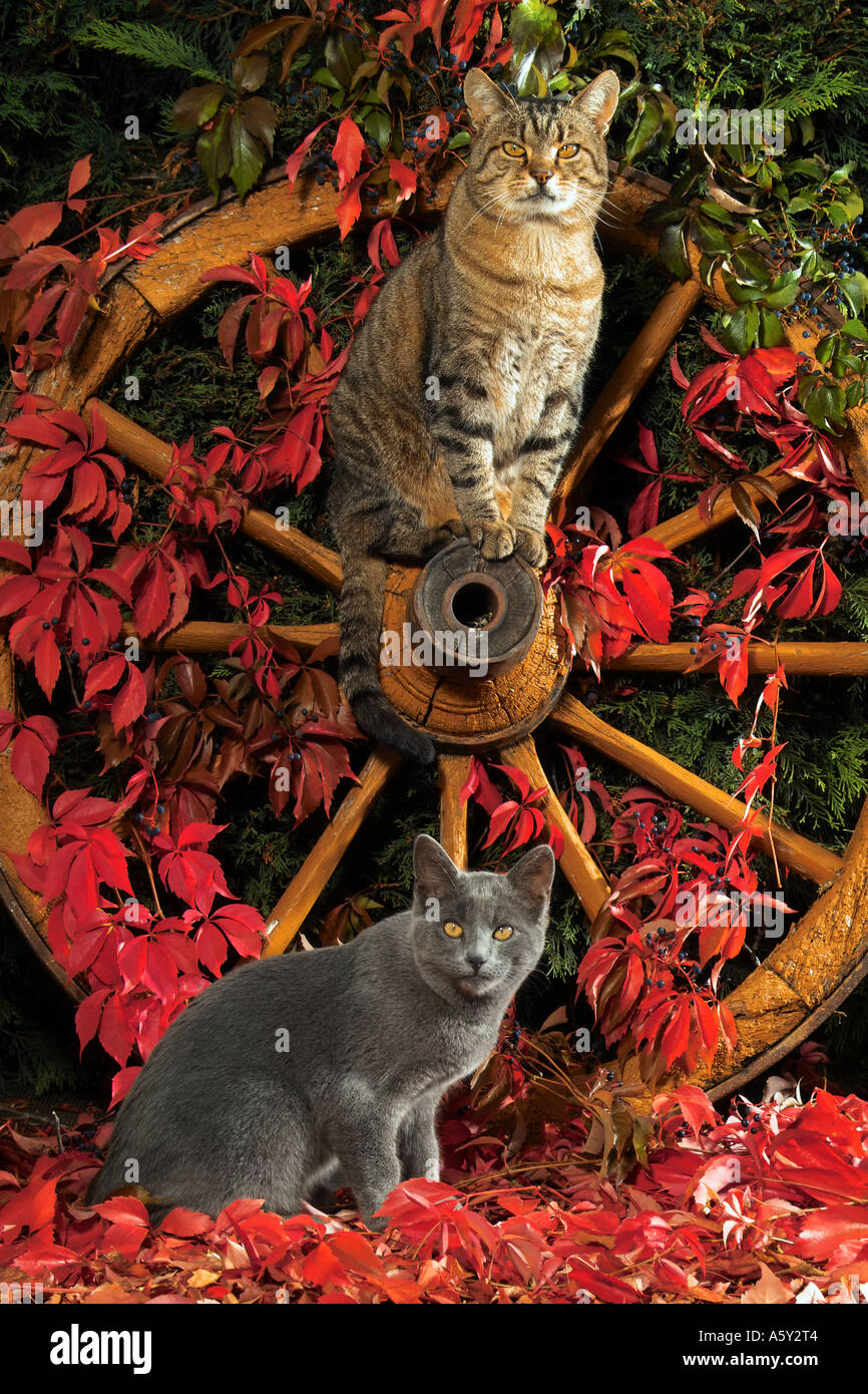 two cats sitting in foliage in front of cartwheel Stock Photo - Alamy