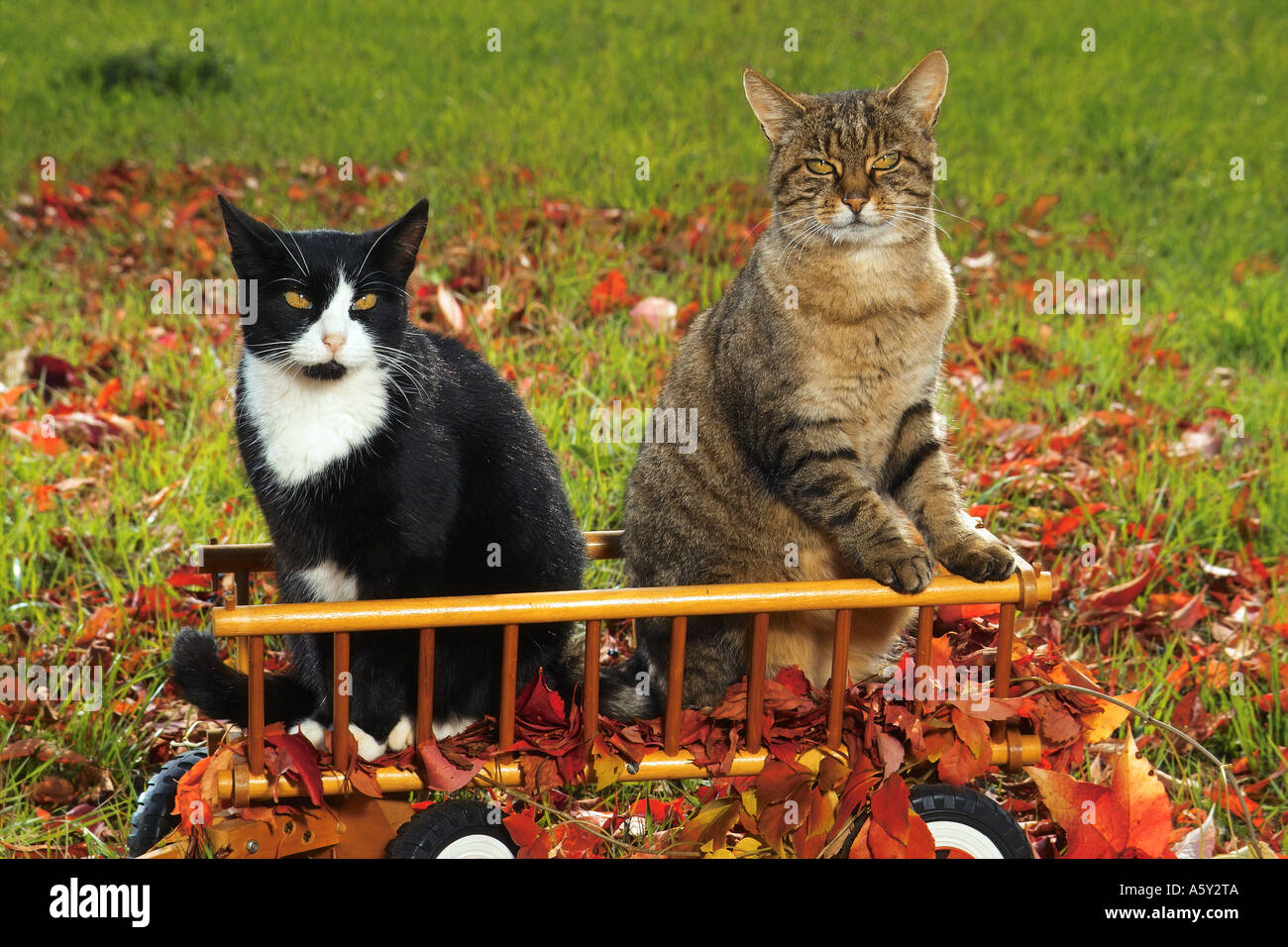 Domestic cat. Two adults in a hay cart Stock Photo - Alamy