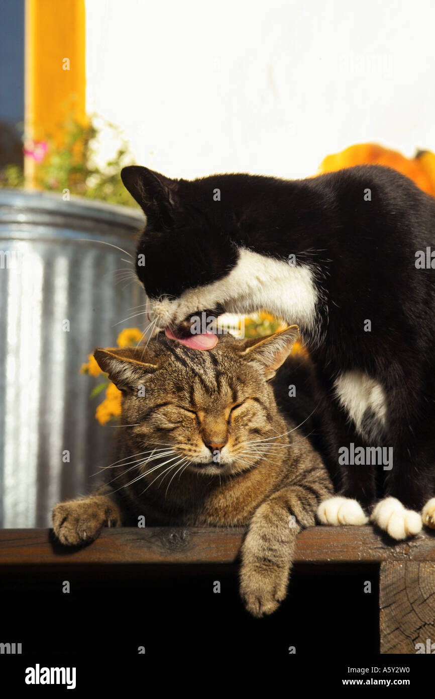 Two cat smooching hi-res stock photography and images - Alamy