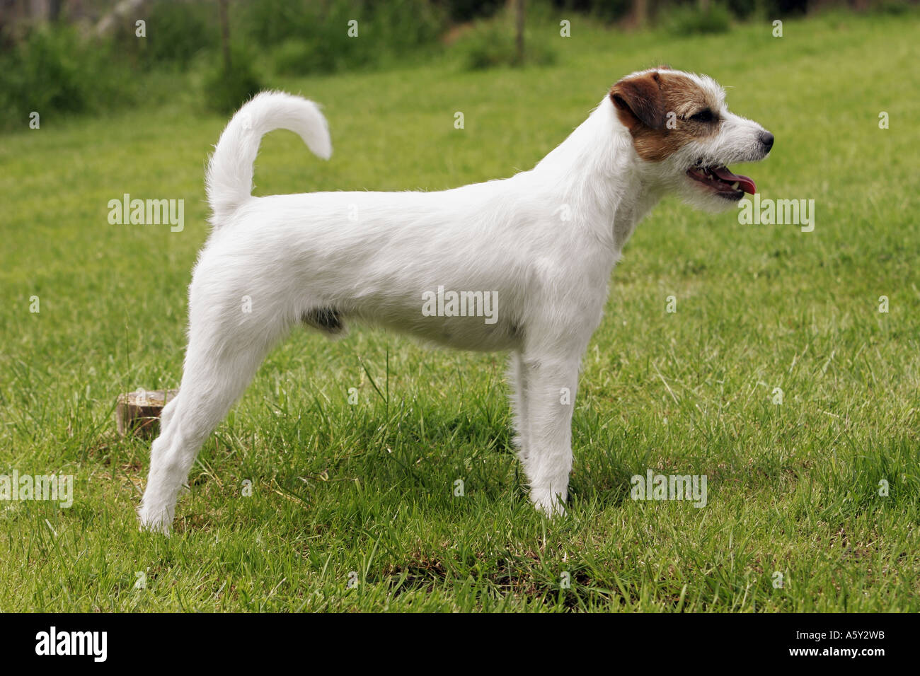 Stand russell hi-res stock photography and images - Alamy