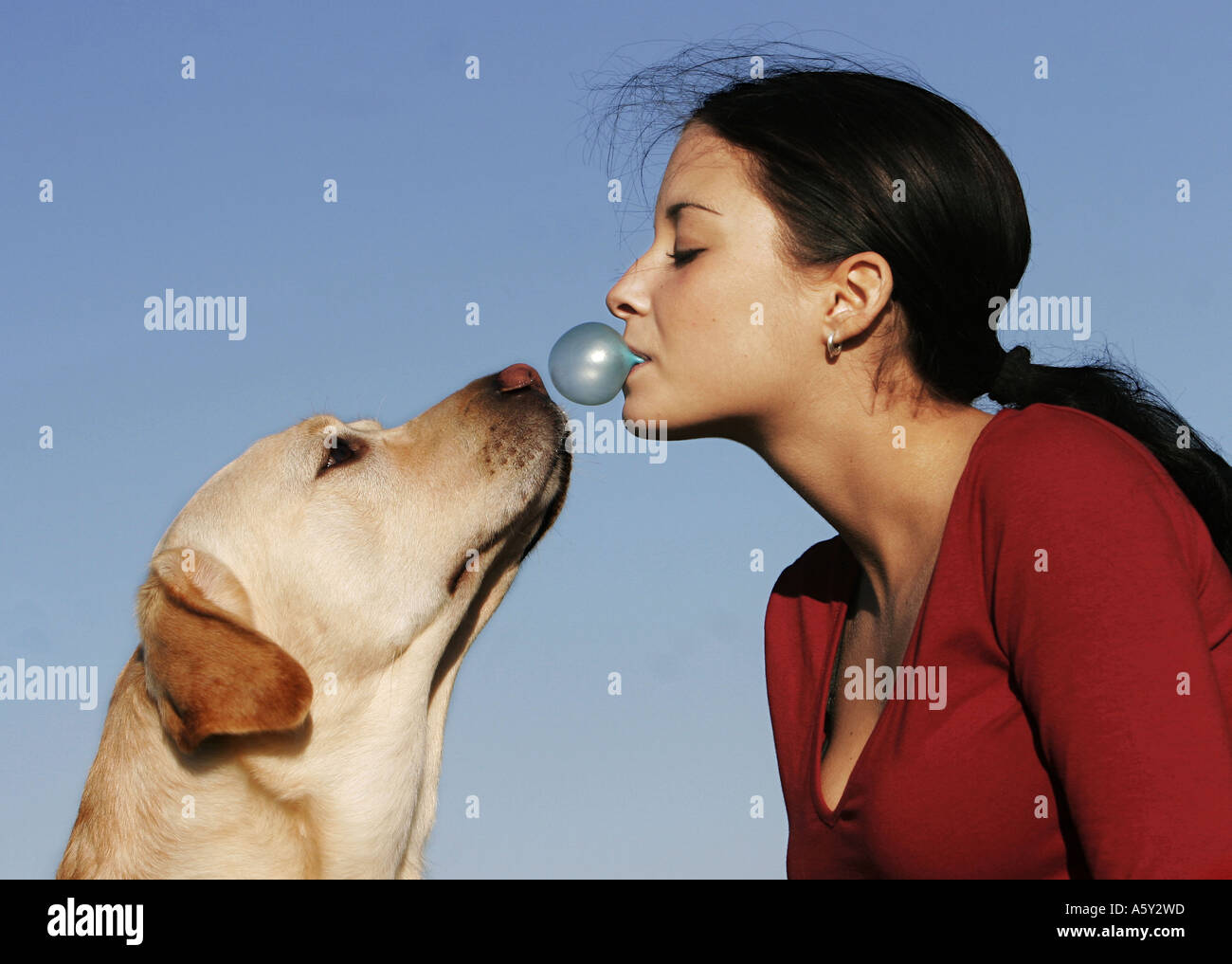 young woman making gum bubble Labrador Retriever watching Stock Photo ...
