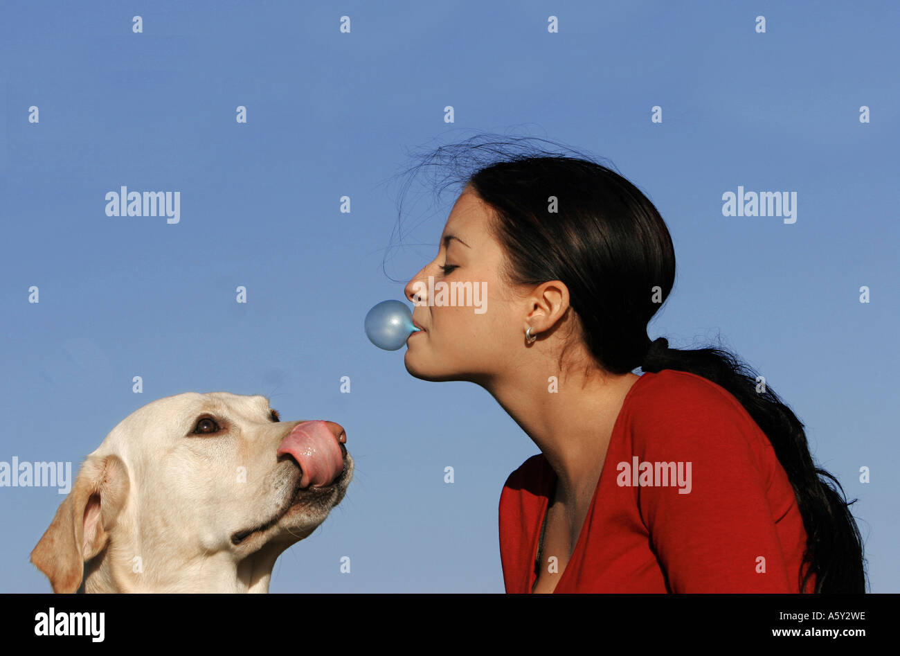 young woman with gum bubble Labrador Retriever licking its mouth Stock ...