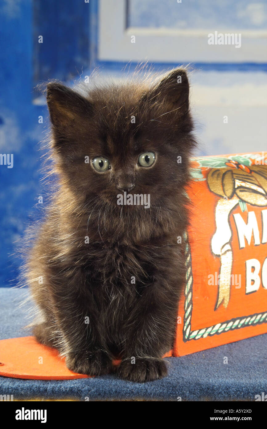 kitten in letter box Stock Photo - Alamy