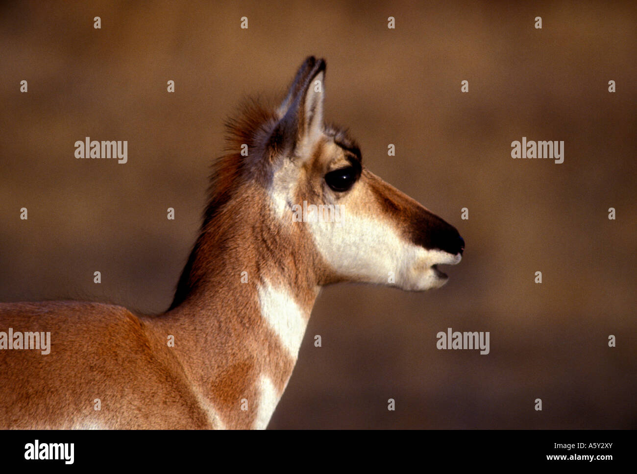 Doe pronghorn hi-res stock photography and images - Alamy