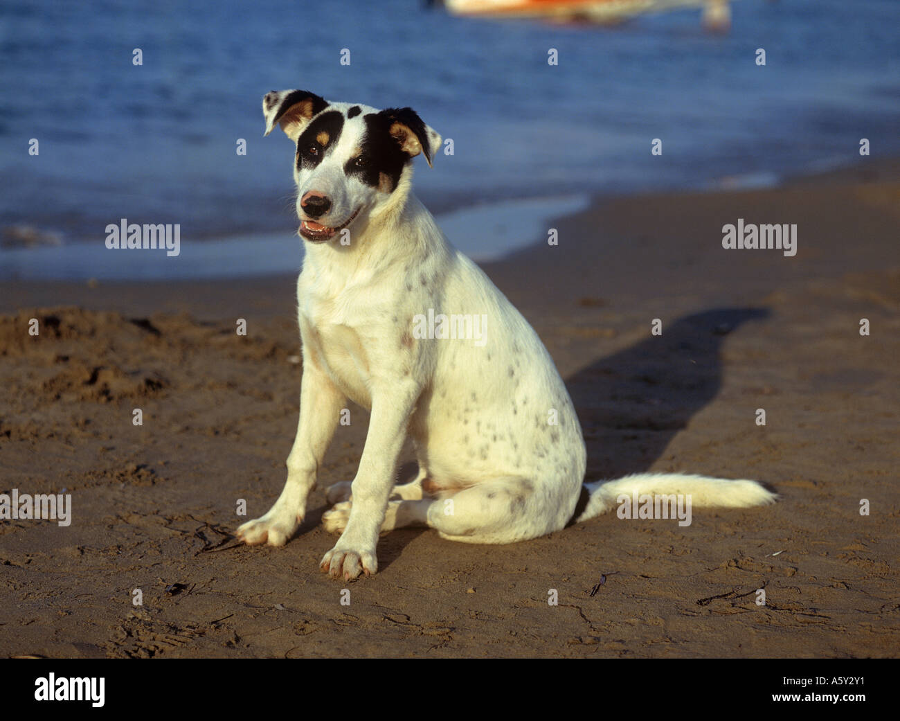 half breed dog sitting at the beach Stock Photo - Alamy
