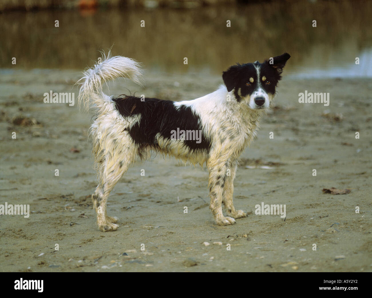 wet half breed dog standing near water Stock Photo - Alamy