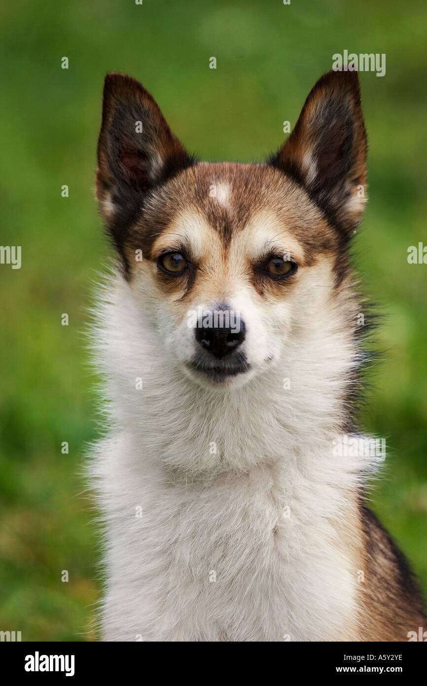 Norwegian Puffin dog portrait Stock Photo - Alamy