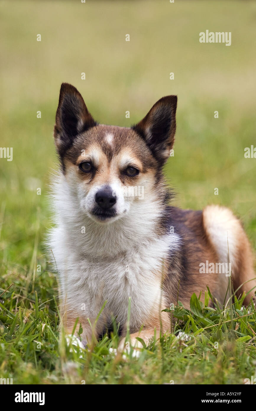 Norwegian Puffin dog lying on meadow Stock Photo - Alamy