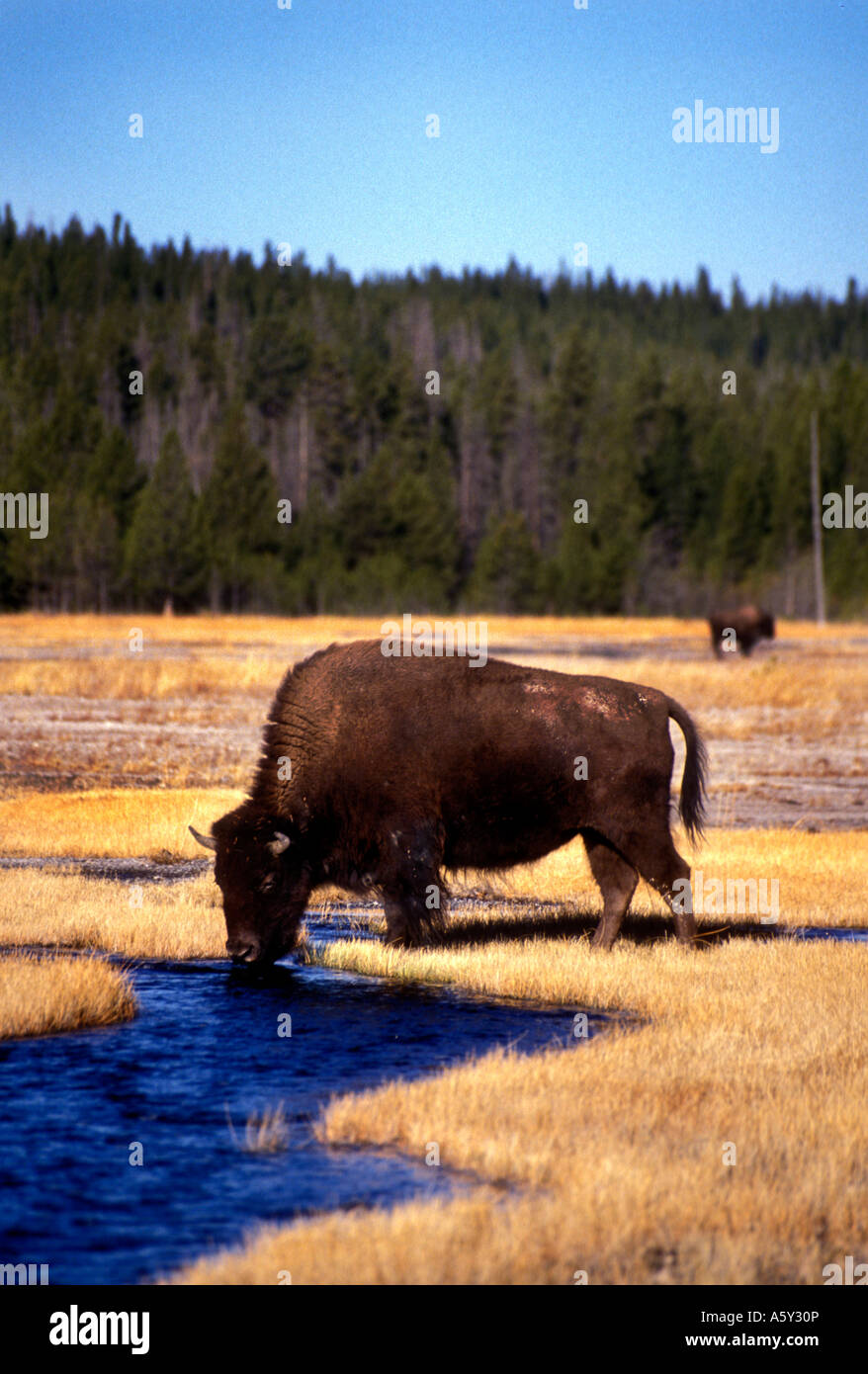 MB-136 DRINKING BISON Stock Photo - Alamy