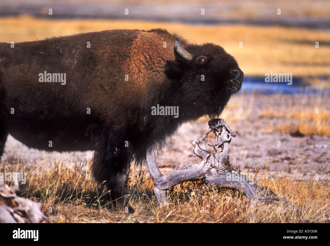 Itching chin hi-res stock photography and images - Alamy