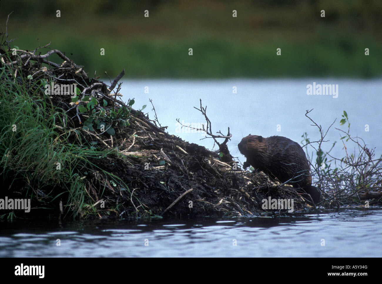Beaver house hi-res stock photography and images - Alamy