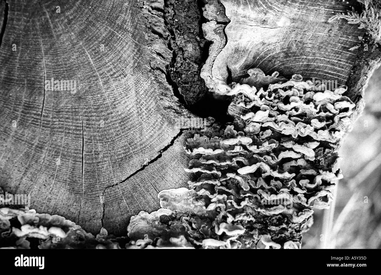 Tree stump cut away mushroom fungoid growth black and white Stock Photo ...