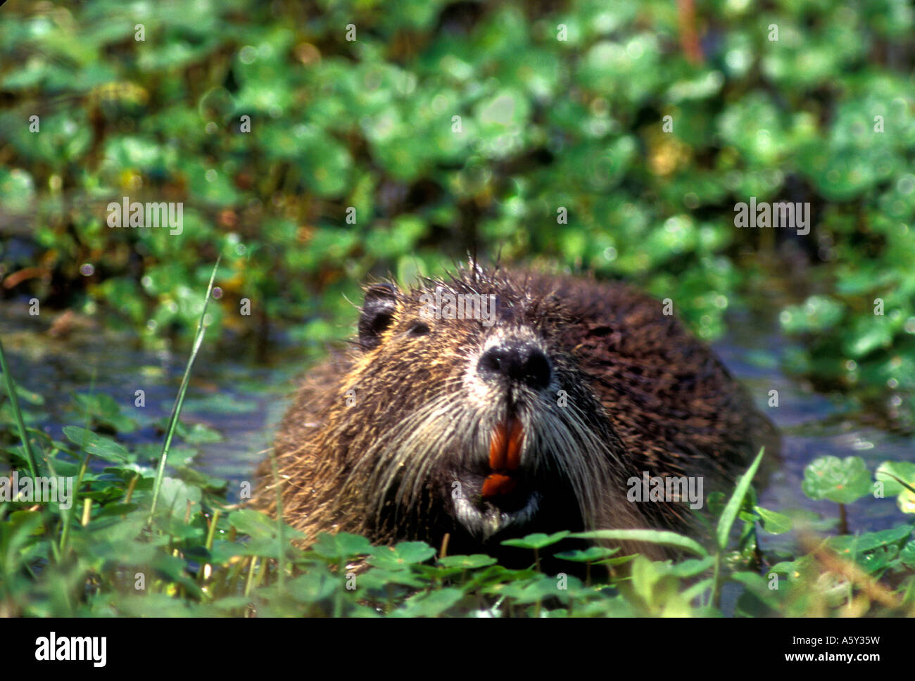 MB2-61 NUTRIA SHOWING TEETH Stock Photo - Alamy