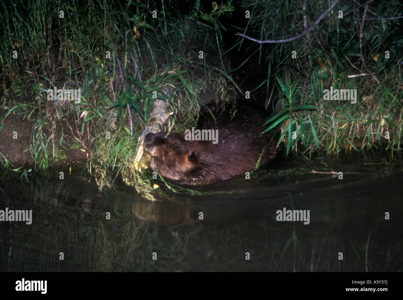 MB2-69 BEAVER PULLING WILLOW INTO CREEK Stock Photo - Alamy