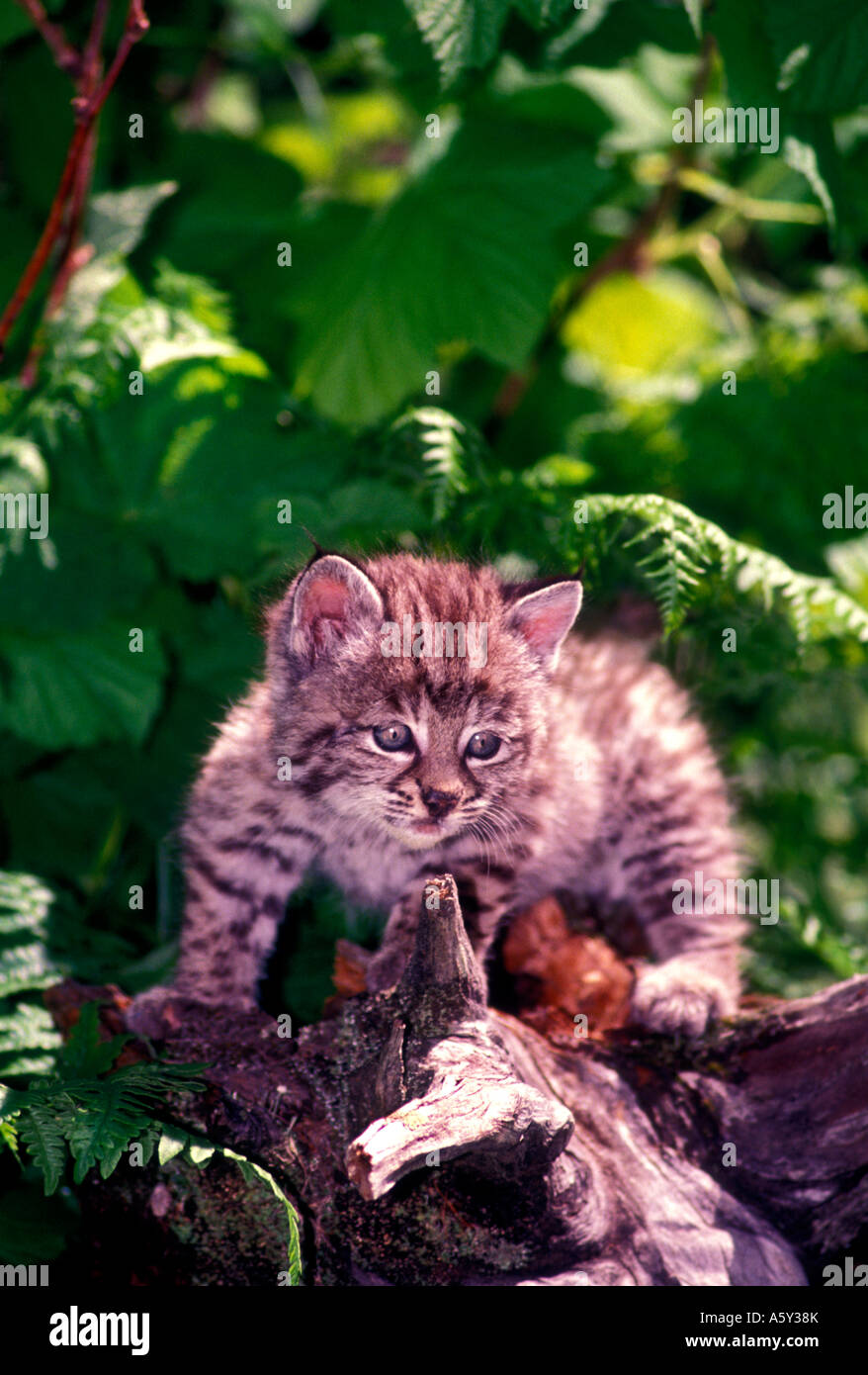 Bobcat on log hi-res stock photography and images - Alamy