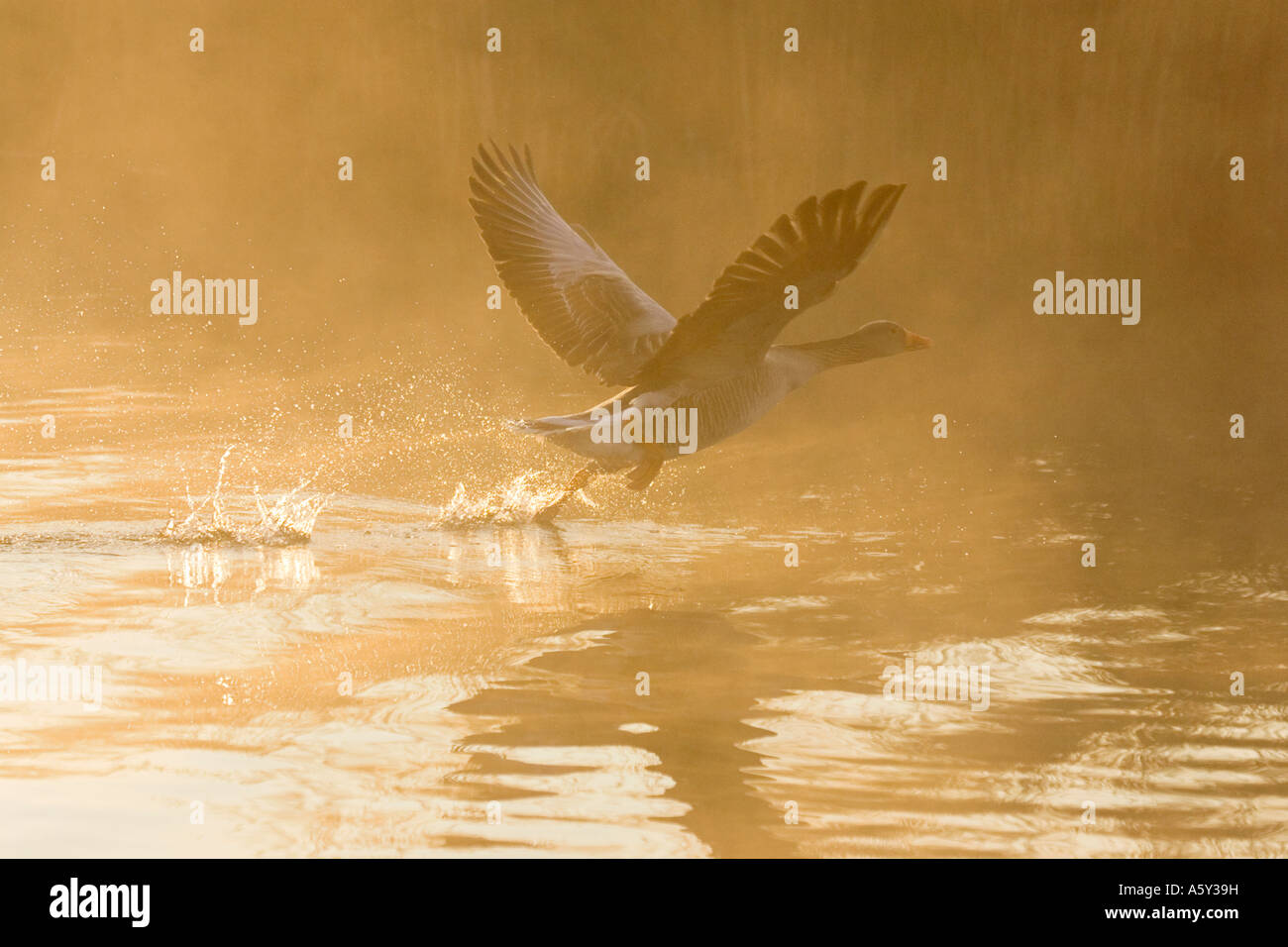 Greylag Goose Taking Flight in Misty Sunrise Hickling Broad Norfolk UK ...