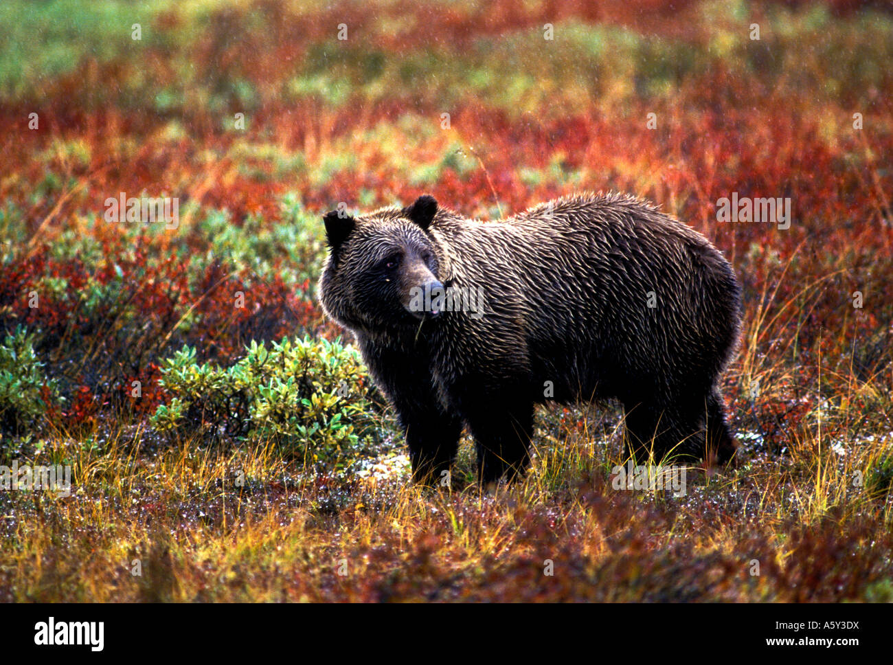 Grizzly bear looking back hi-res stock photography and images - Alamy