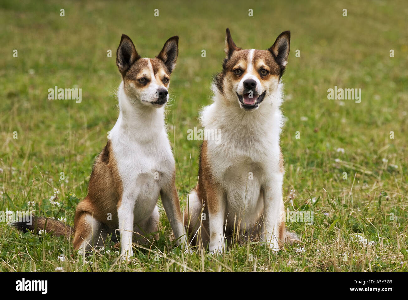 two Norwegian Puffin dogs sitting on meadow Stock Photo - Alamy
