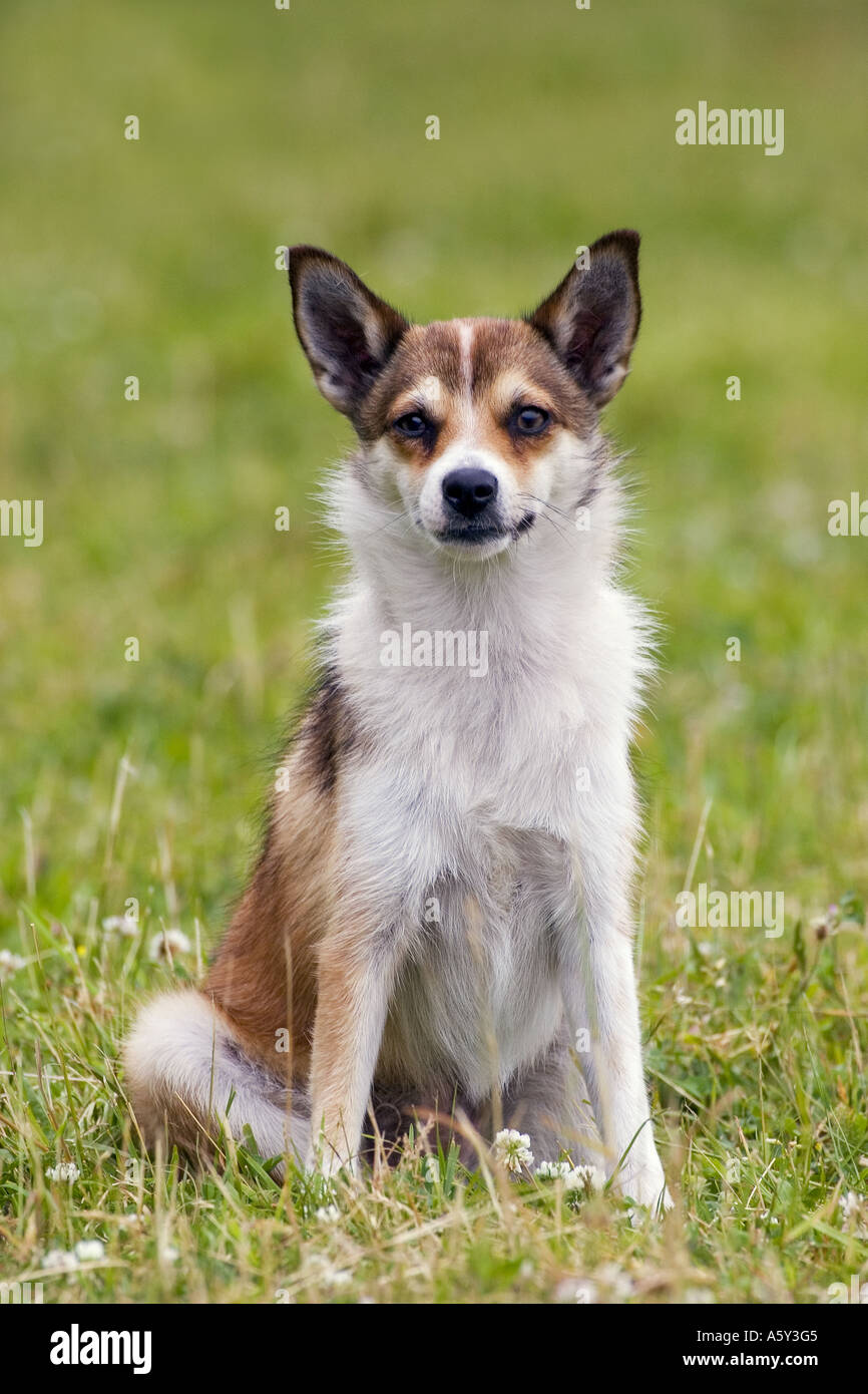 Norwegian puffin dog sitting on meadow Stock Photo - Alamy