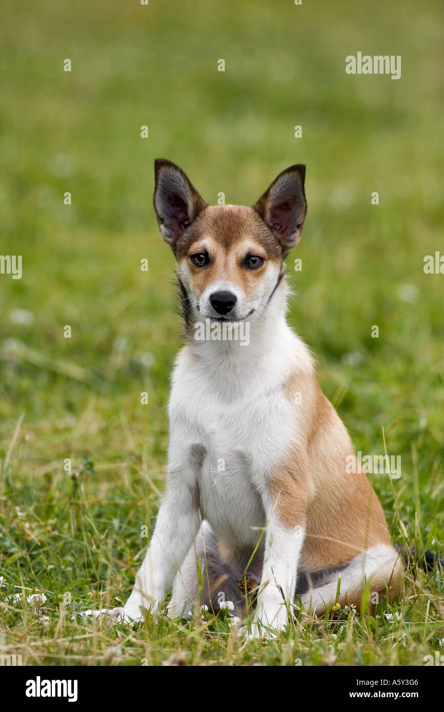 Norwegian Puffin dog sitting on meadow Stock Photo - Alamy