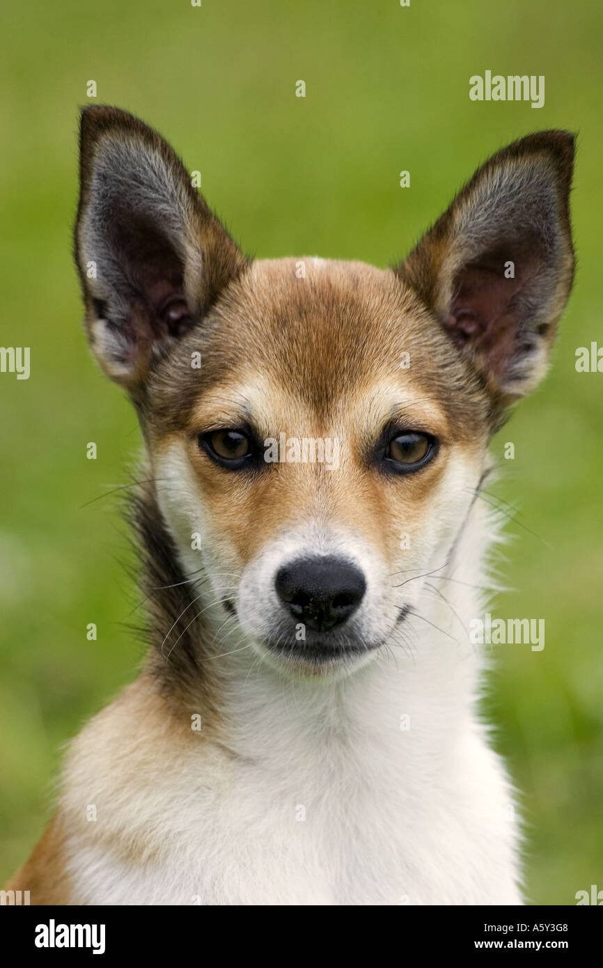 Norwegian Puffin dog portrait Stock Photo - Alamy