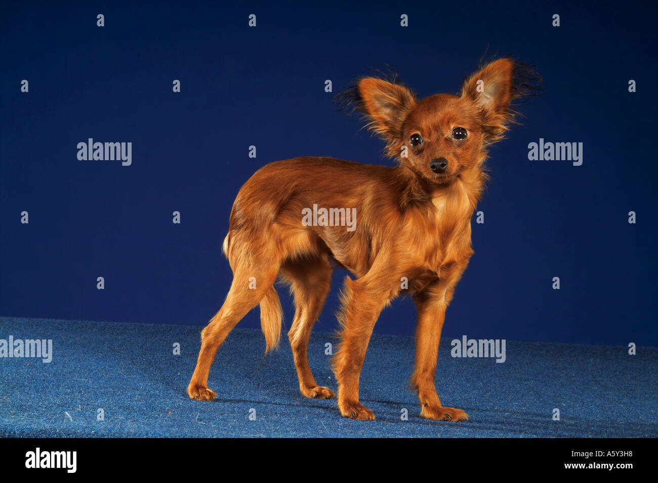 Russian Toy Breeders