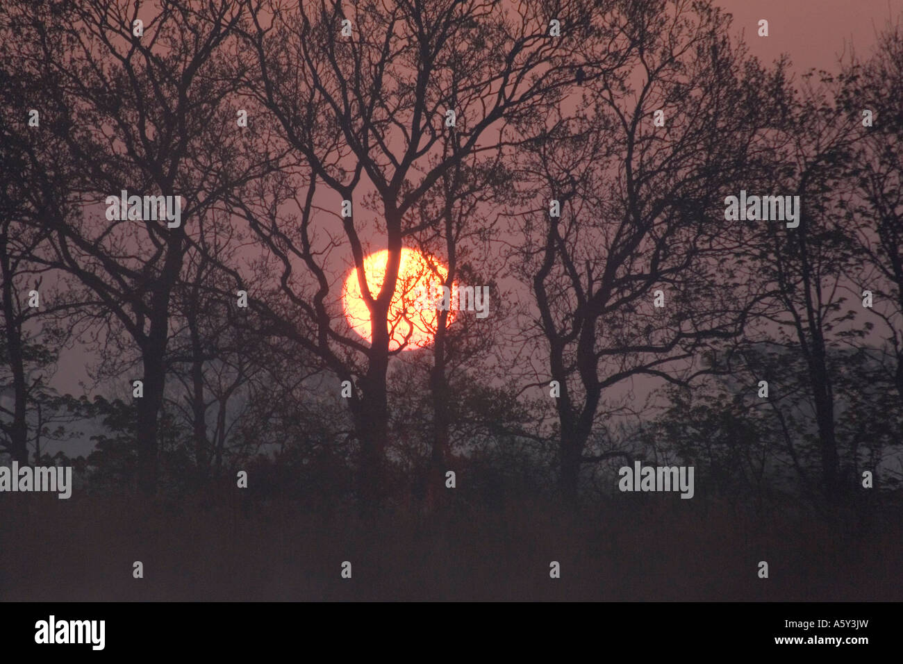 Sun Rising behind Trees at Edge of "Hickling Broad" Norfolk UK Stock ...