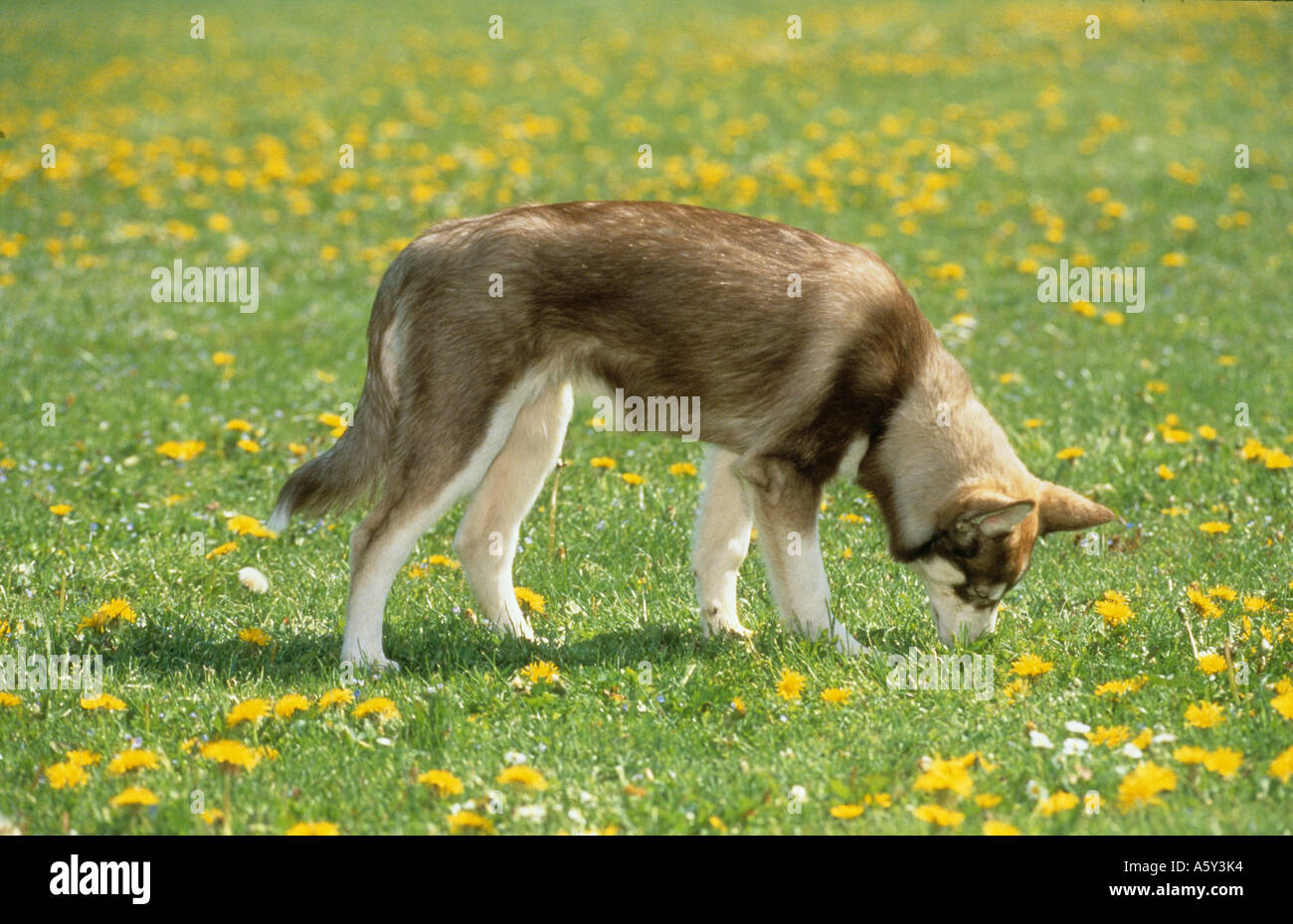 Siberian Husky dog - sniffing at grass Stock Photo - Alamy