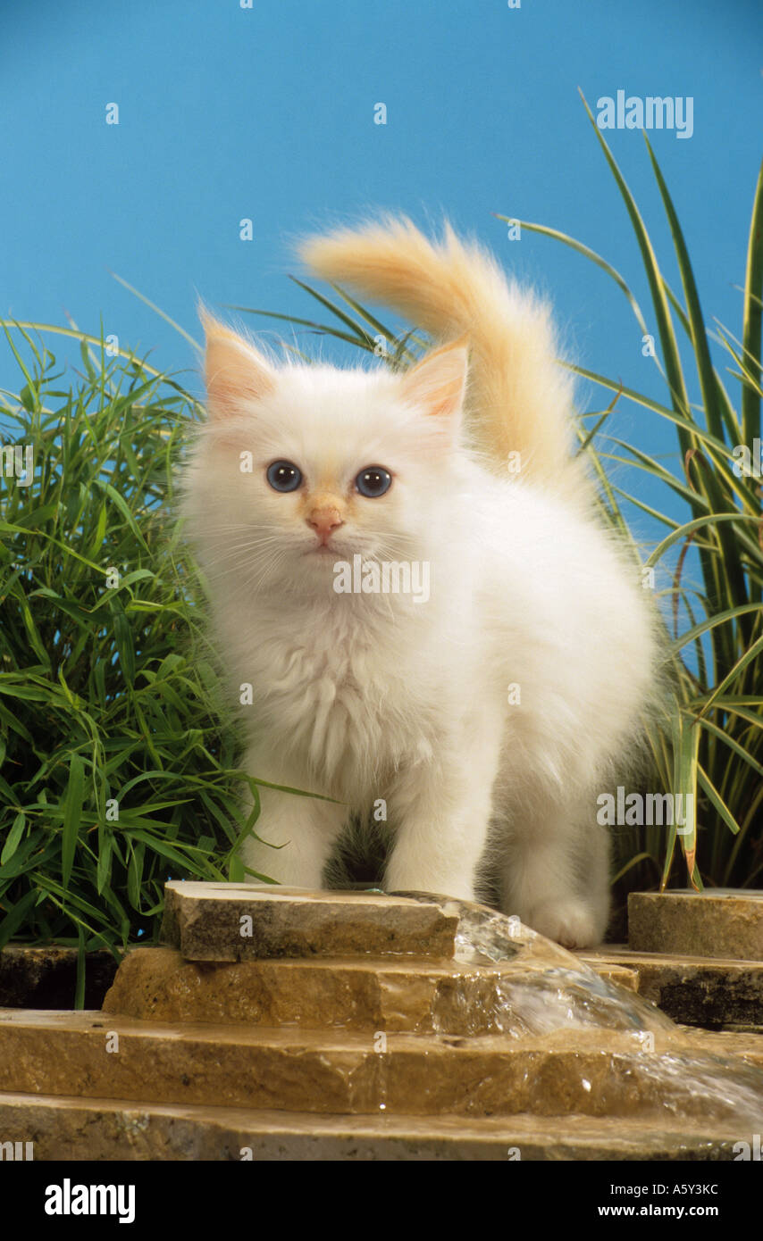 Sacred cat of Burma - kitten - standing Stock Photo - Alamy