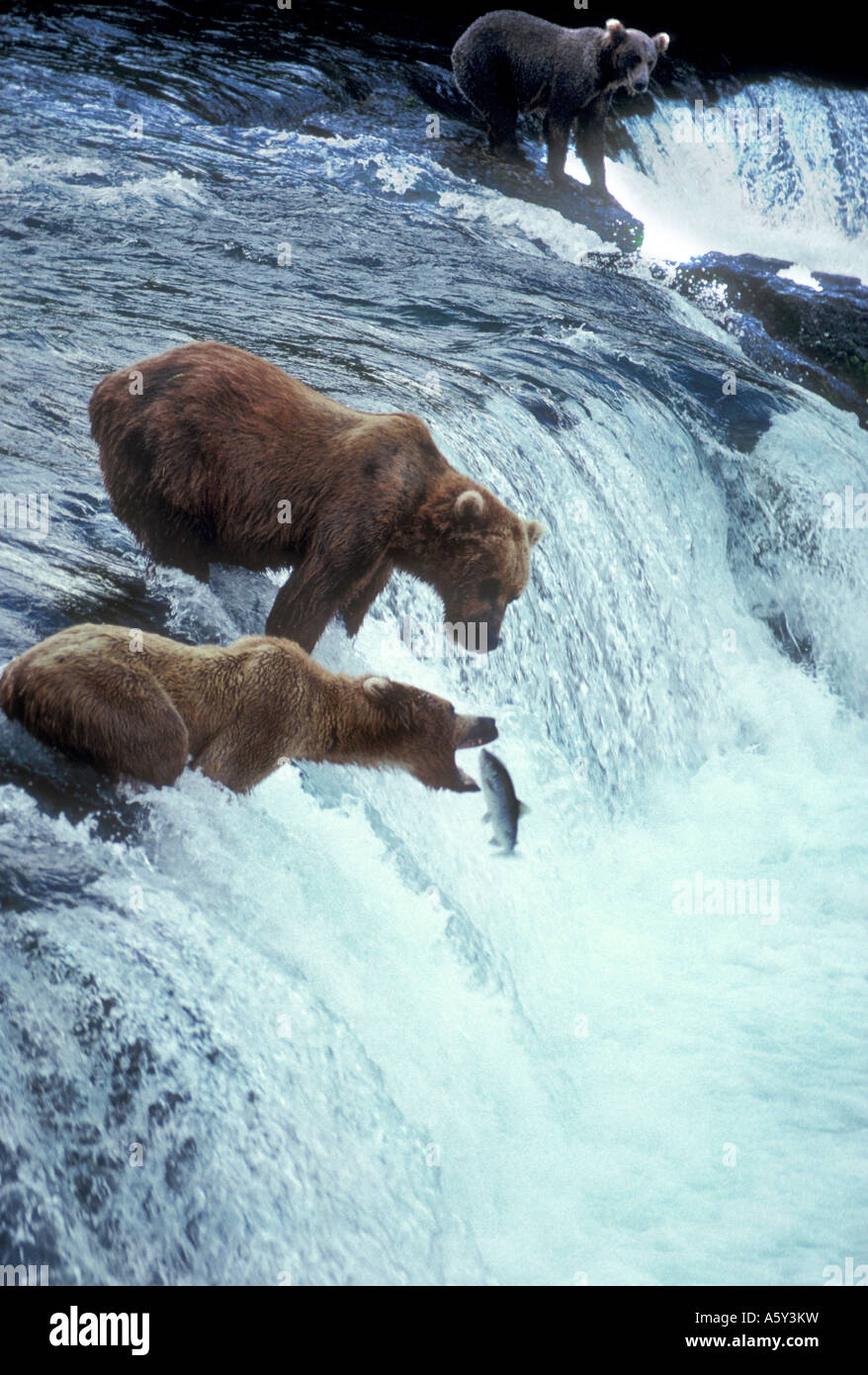 MBB-275 FLY FISHING BEARS Stock Photo - Alamy