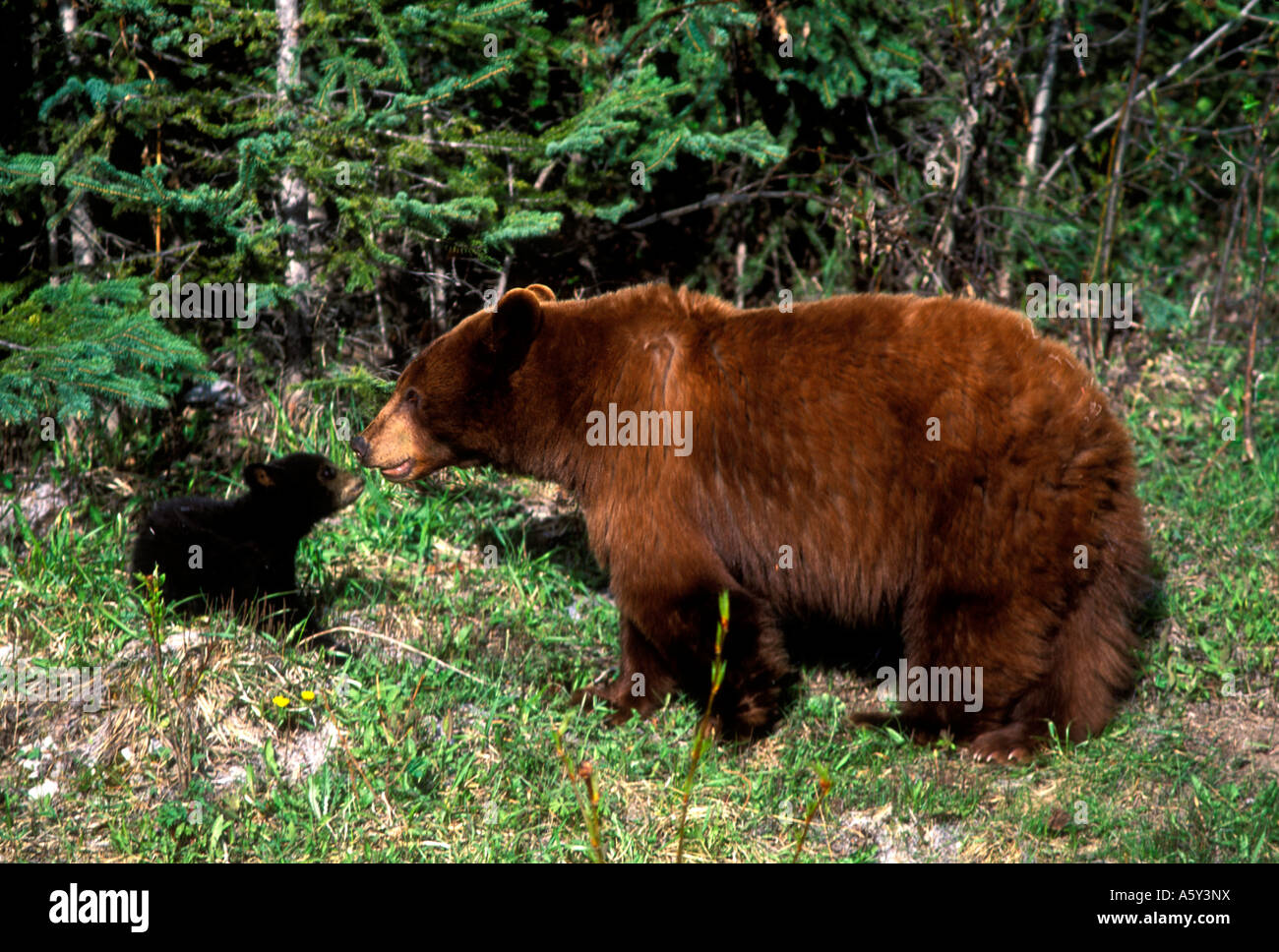 Black bear mother and cub playing hi-res stock photography and images ...
