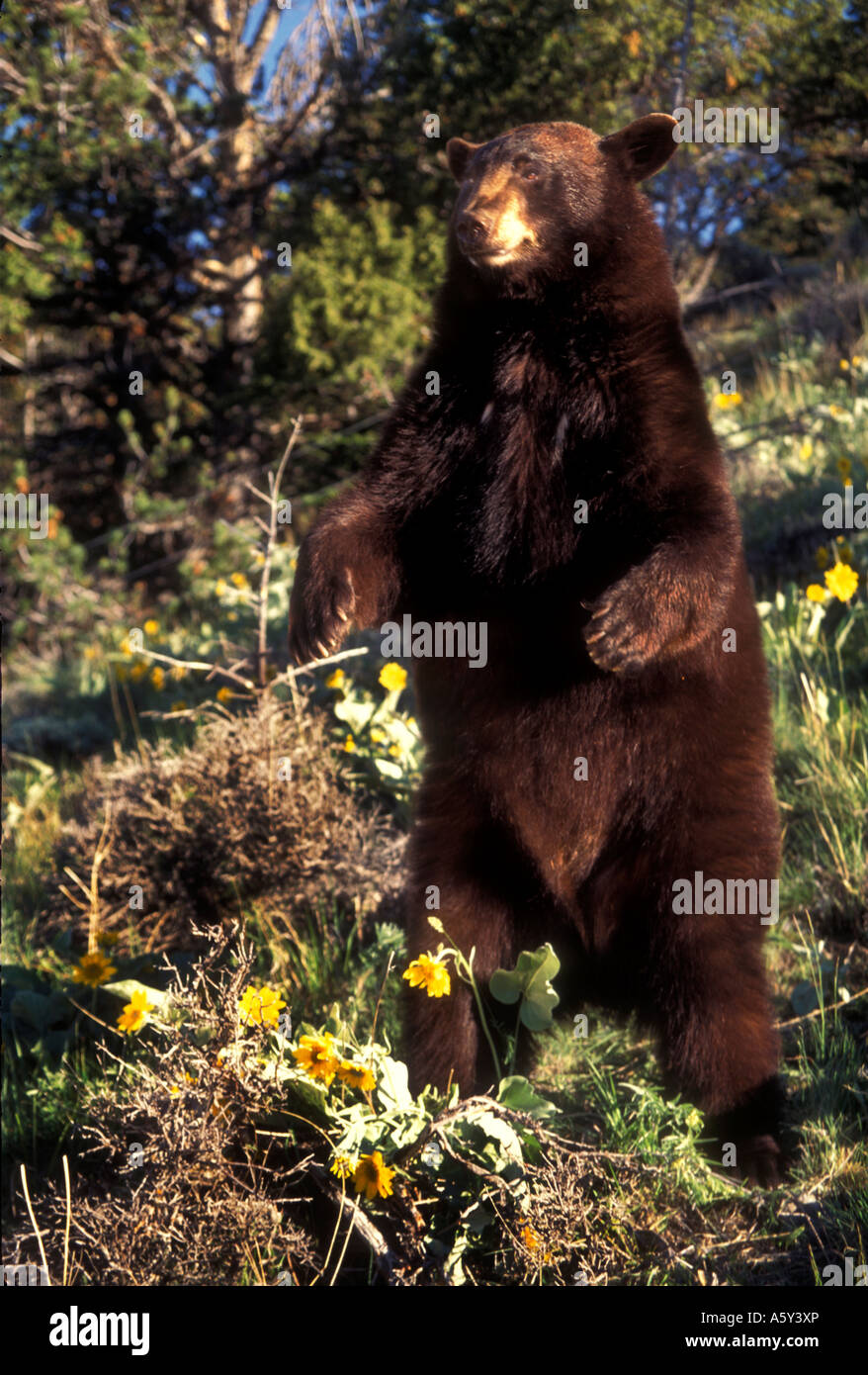 MBK-254 BLACK BEAR REARING UP ON HIND LEGS Stock Photo - Alamy
