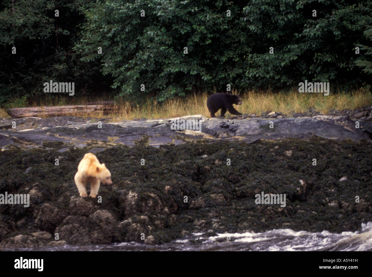 Kermode bear black bear hi-res stock photography and images - Alamy