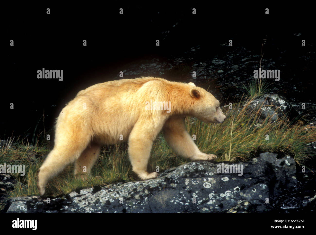 MBK-279 WALKING KERMODE BLACK BEAR Stock Photo - Alamy