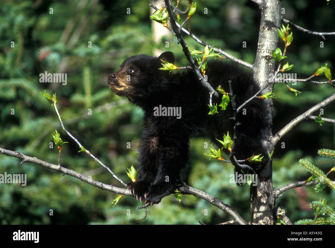Black bear and tree hi-res stock photography and images - Alamy