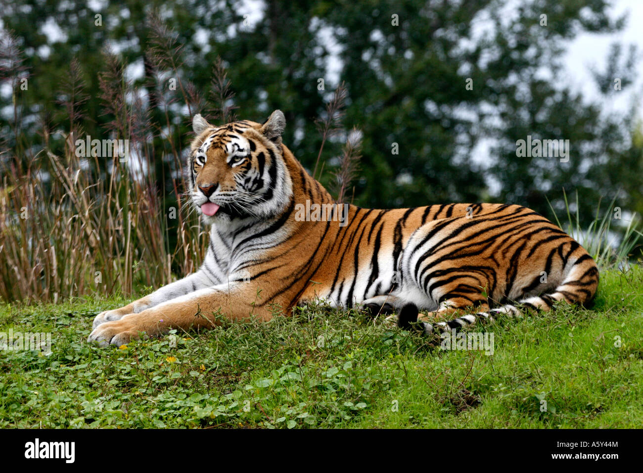 MC-278D BENGAL TIGER WITH TONGUE OUT Stock Photo - Alamy