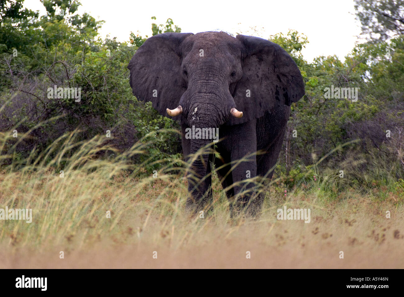ME2-93D LARGE BULL ELEPHANT Stock Photo - Alamy