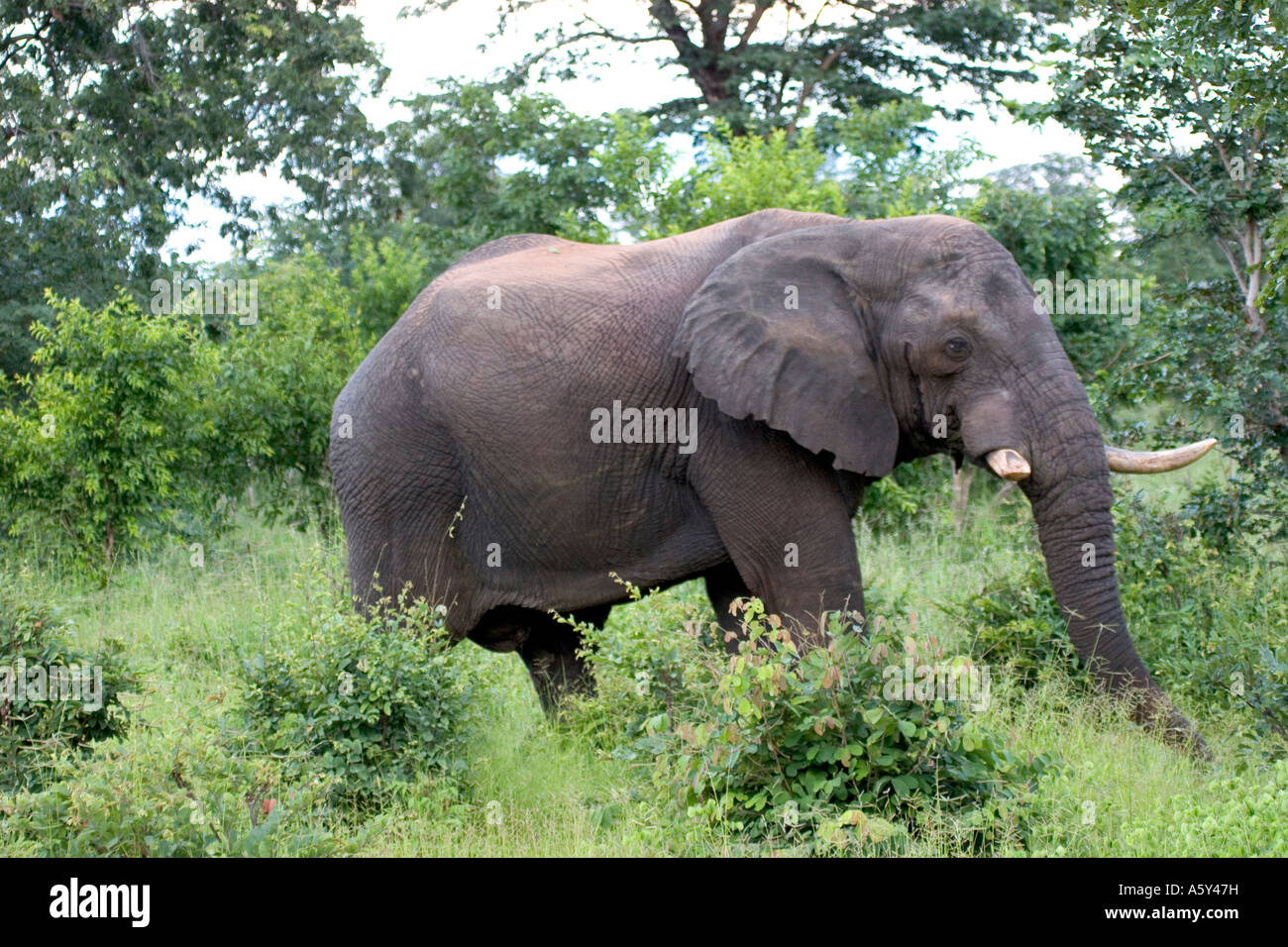 ME2-97D WALKING LARGE BULL ELEPHANT Stock Photo - Alamy