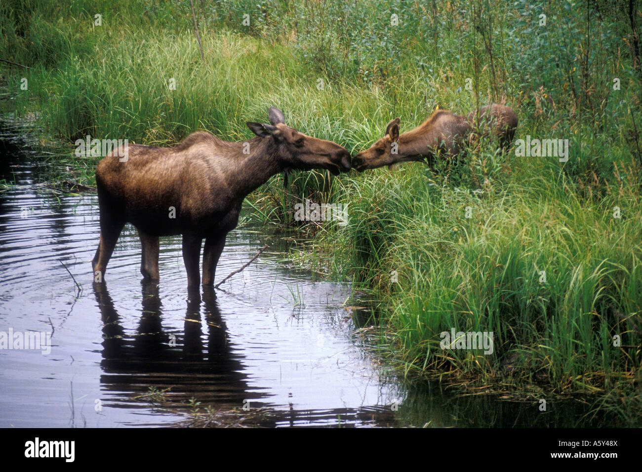 MM-1 MOOSE COW WITH CALF Stock Photo - Alamy