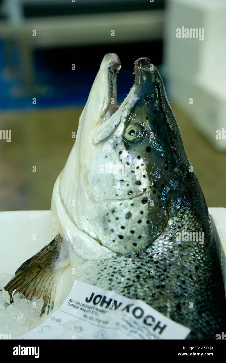 Fish market, fresh, fish, fishes, sea, salmon, sale, selling Stock ...