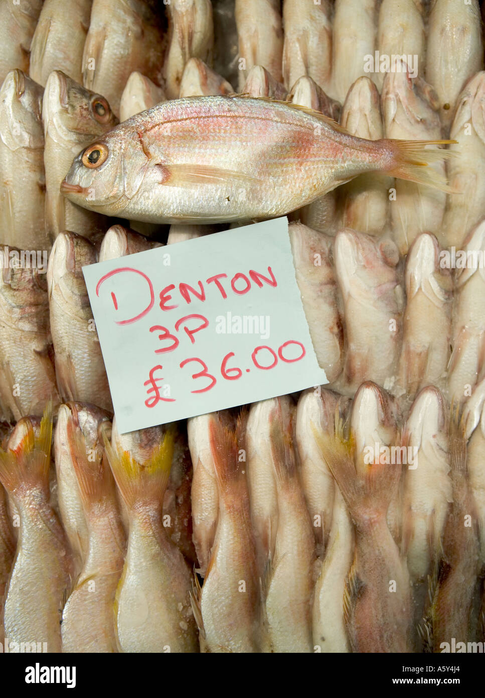Fish market, fresh, fish, fishes, sea, denton, frozen, freeze, sale ...