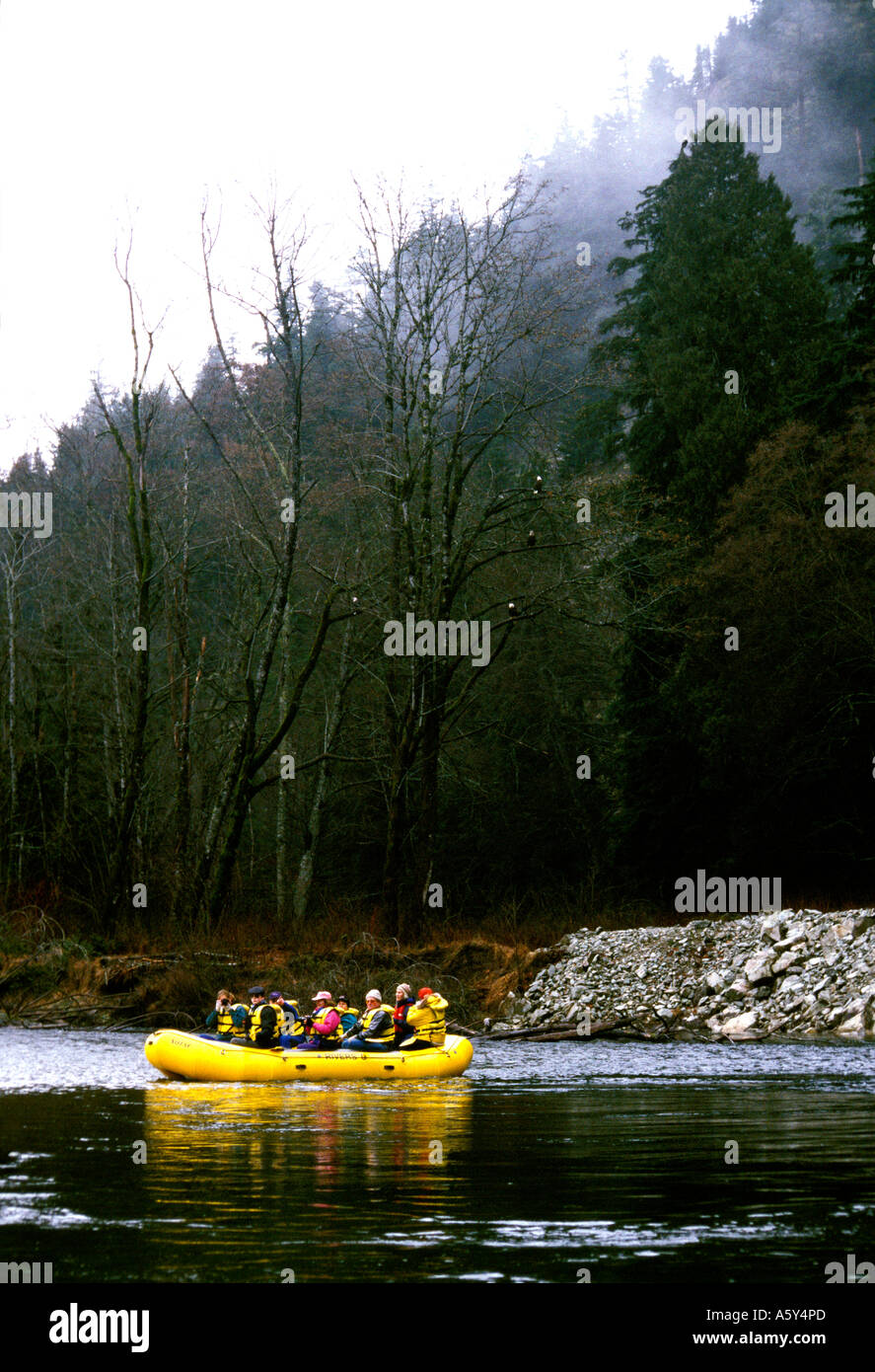 Canada British Columbia Rafting through bald eagles at Brackendale ...